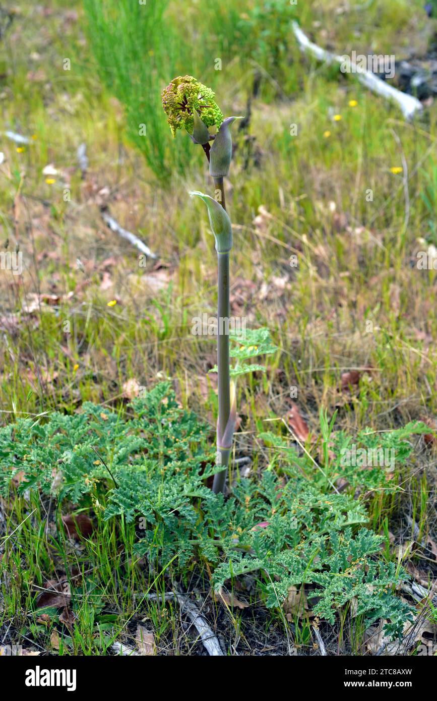 Villous deadly carrot (Thapsia villosa) is a poisonous perennial herb ...