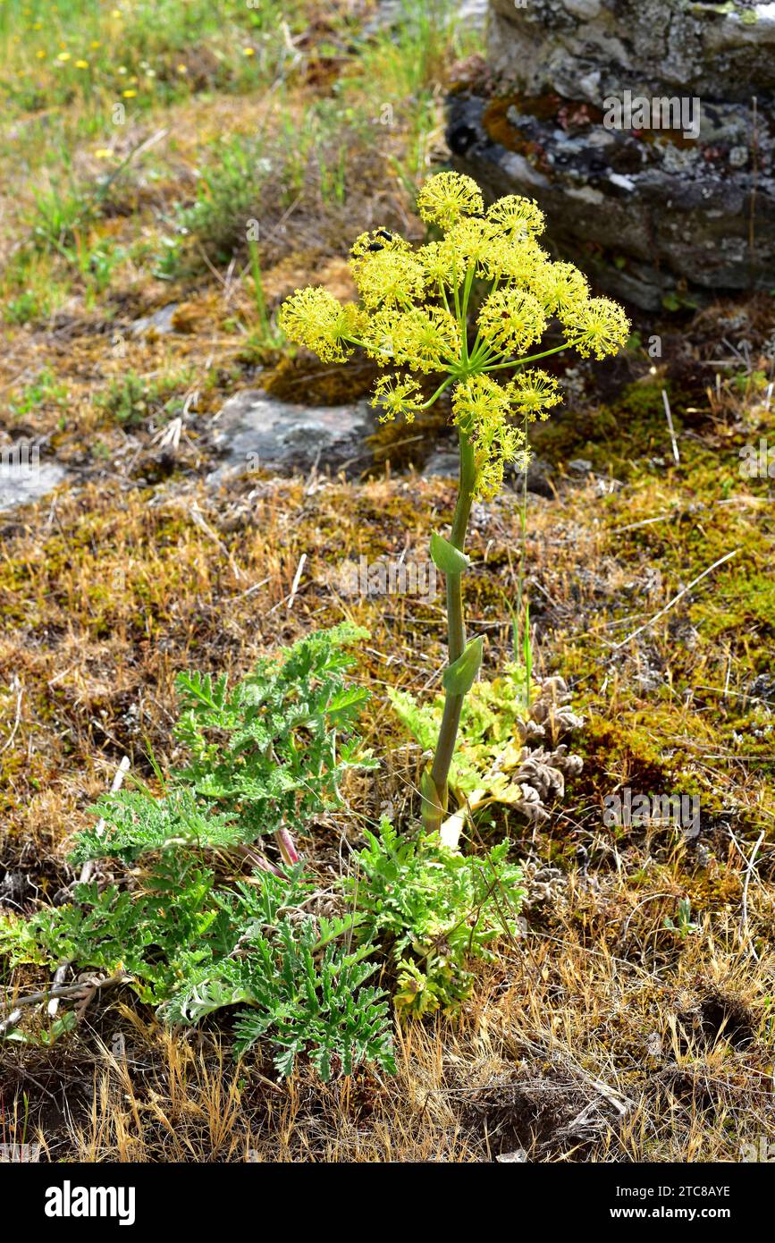 Villous deadly carrot (Thapsia villosa) is a poisonous perennial herb ...
