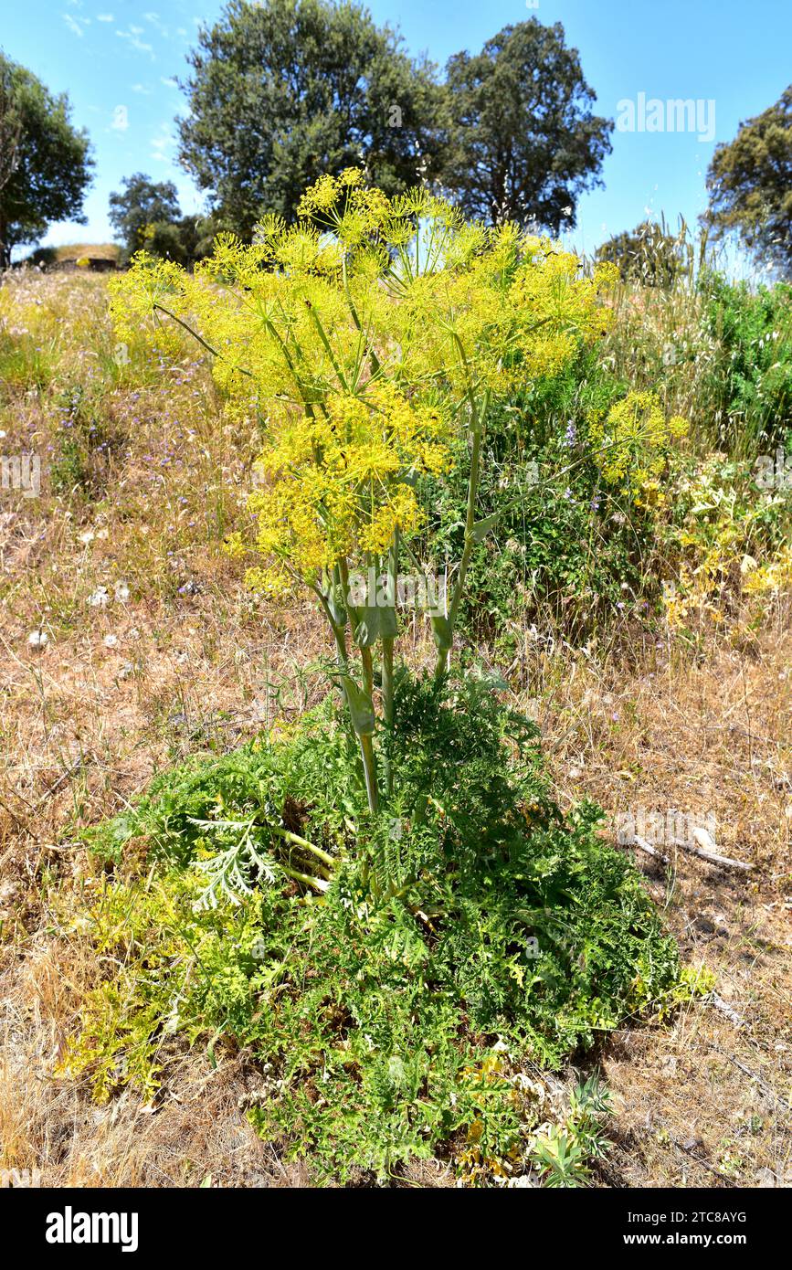 Thapsia hi-res stock photography and images - Alamy