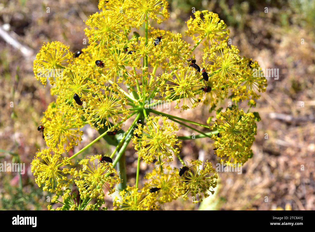 Villous deadly carrot (Thapsia villosa) is a poisonous perennial herb ...