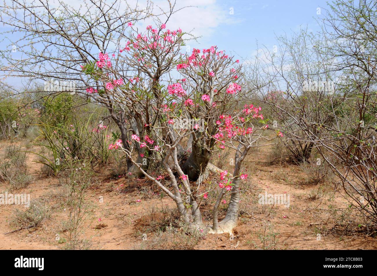 Desert rose, impala lily or Sabi star (Adenium obesum somalense) is a ...
