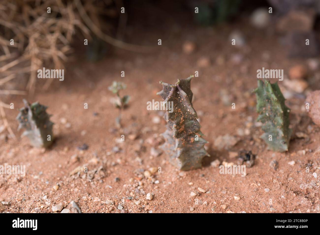 Chumberillo de lobo (Caralluma europaea) is a succulent plant native to ...