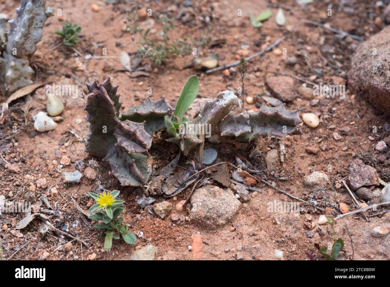 Chumberillo de lobo (Caralluma europaea) is a succulent plant native to ...