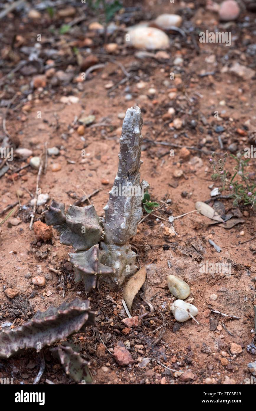 Chumberillo de lobo (Caralluma europaea) is a succulent plant native to ...