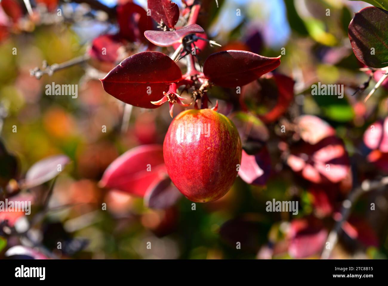 Natal plum (Carissa macrocarpa) is an evergreen spiny shrub native to ...