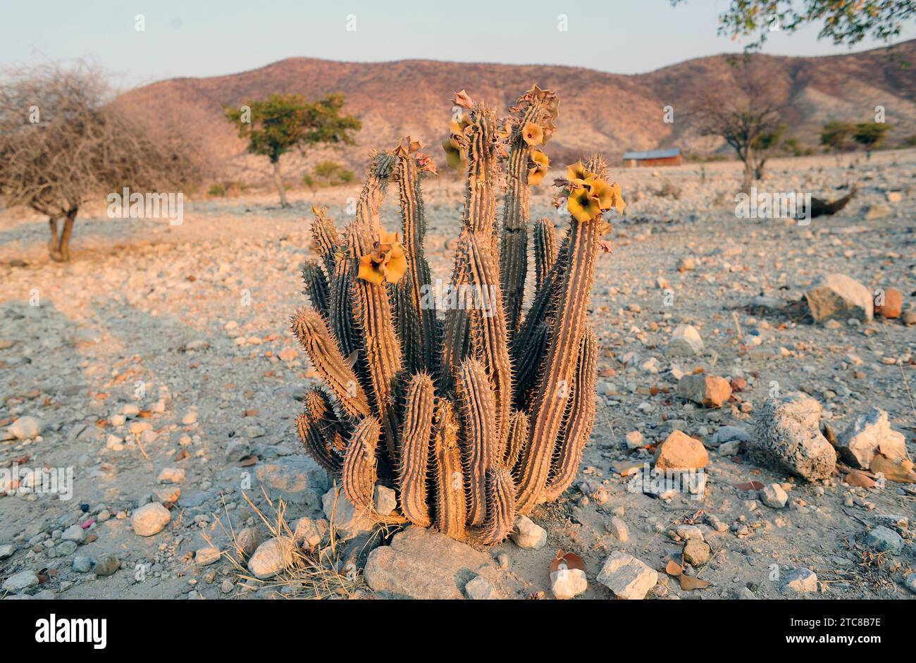 Bushman's hat (Hoodia gordonii) is a succulent spiny plant native to ...