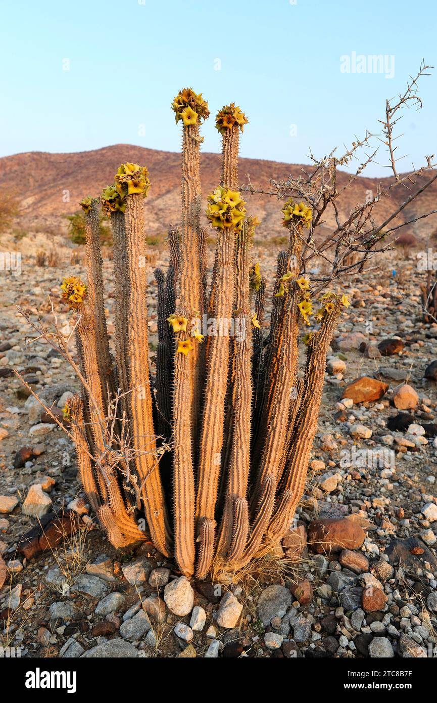 Hoodia gordonii hi-res stock photography and images - Alamy