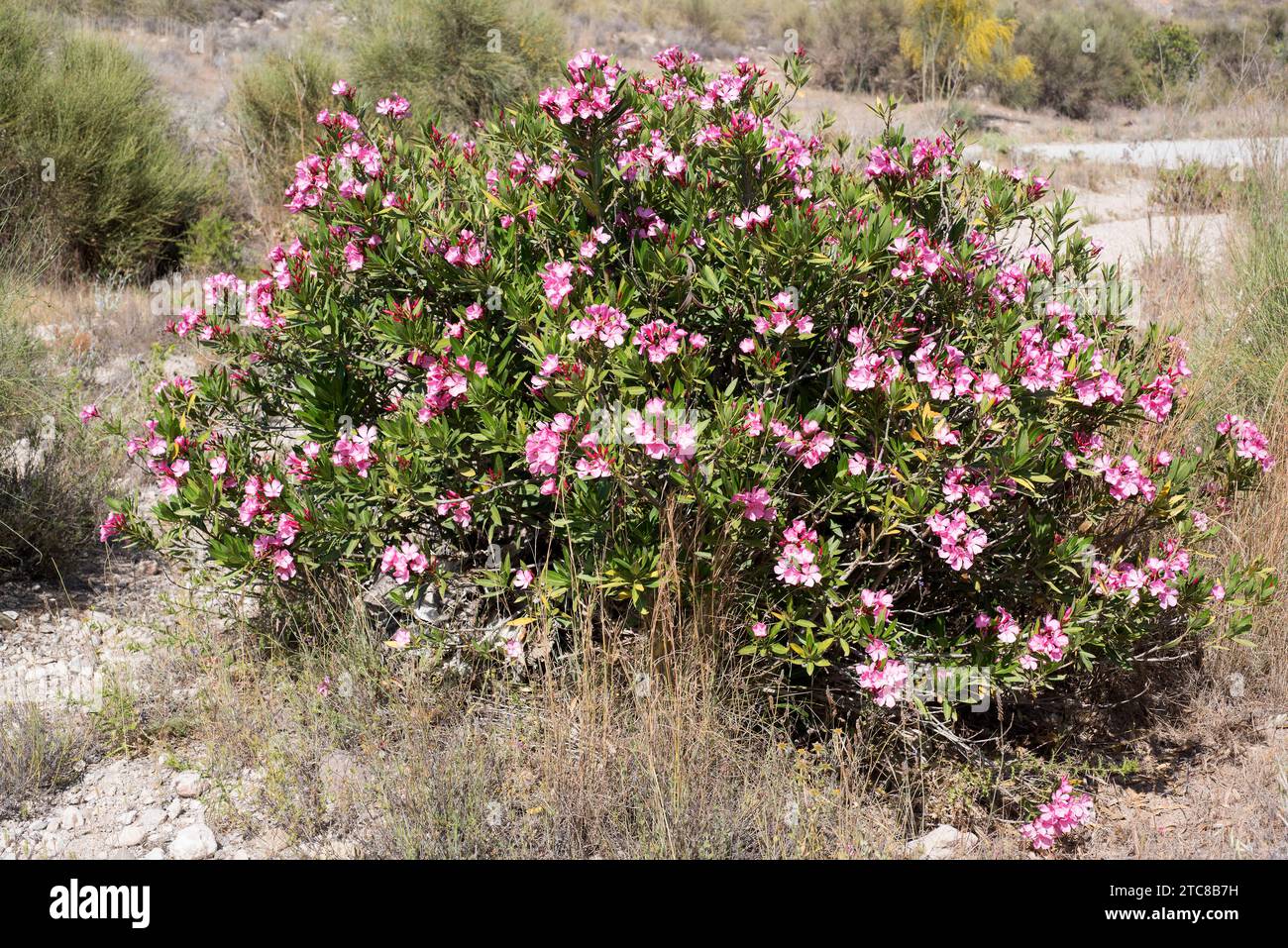 Oleander (Nerium oleander) is a poisonous shrub or small tree native to ...