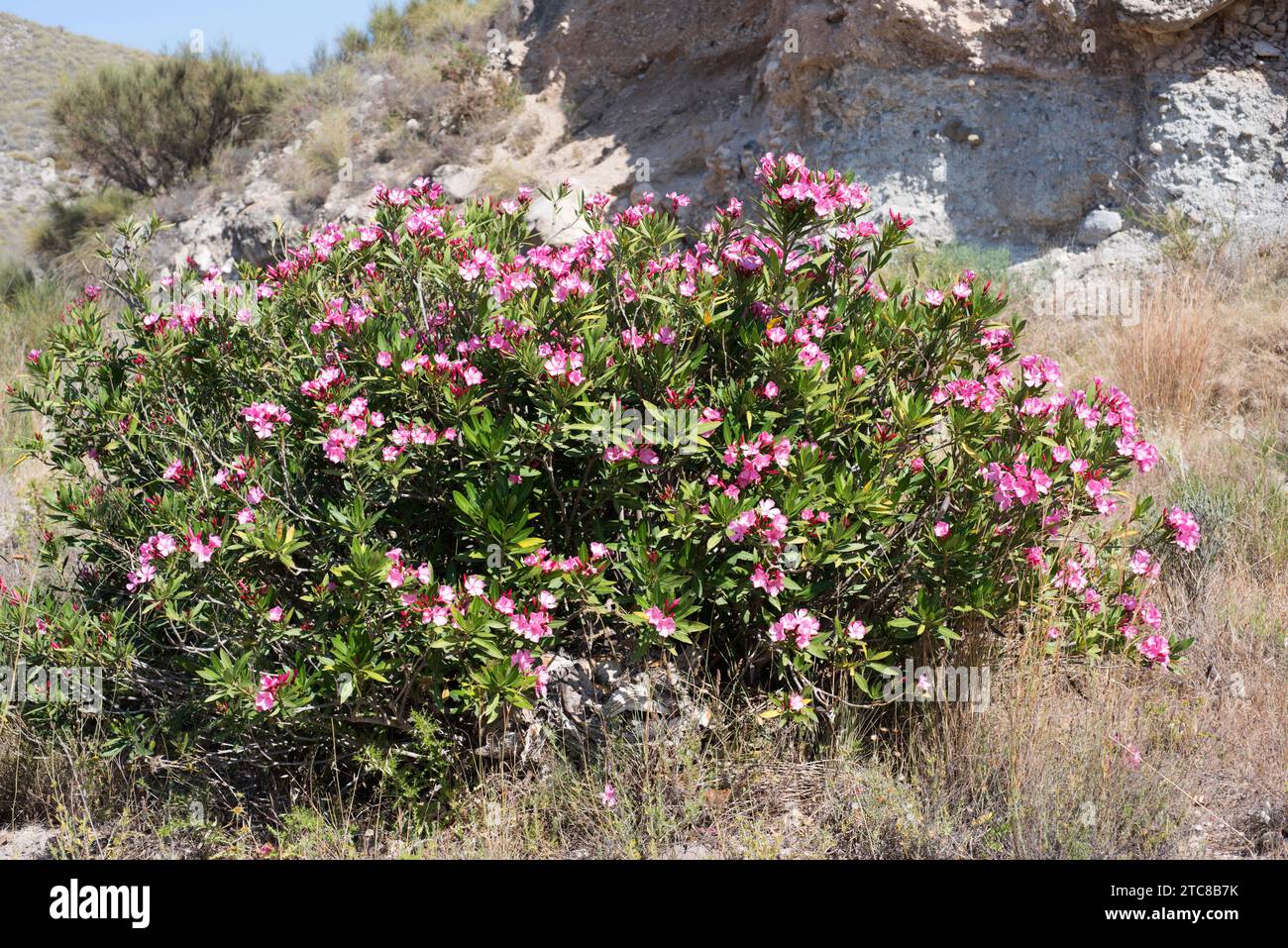 Oleander (Nerium oleander) is a poisonous shrub or small tree native to ...