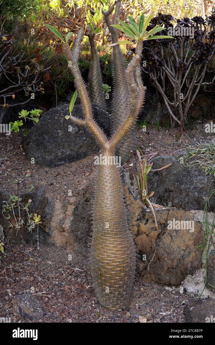 Bottle-shaped tree (Pachypodium geayi) is a spiny tree native to dry ...