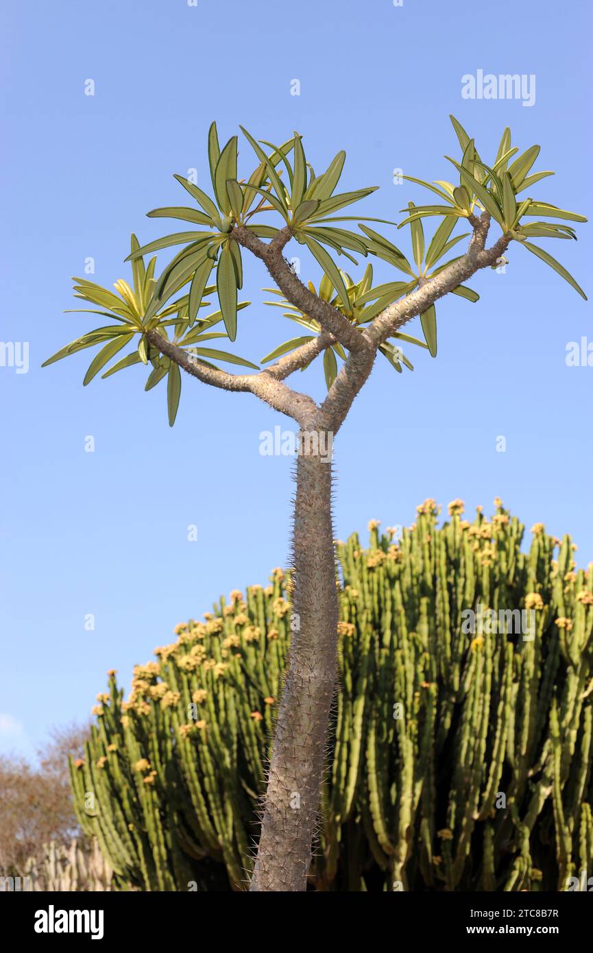 Bottle-shaped tree (Pachypodium geayi) is a spiny tree native to dry ...