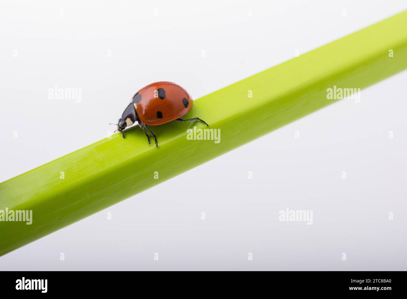 Beautiful photo of red ladybug walking on a wooden stick Stock Photo ...