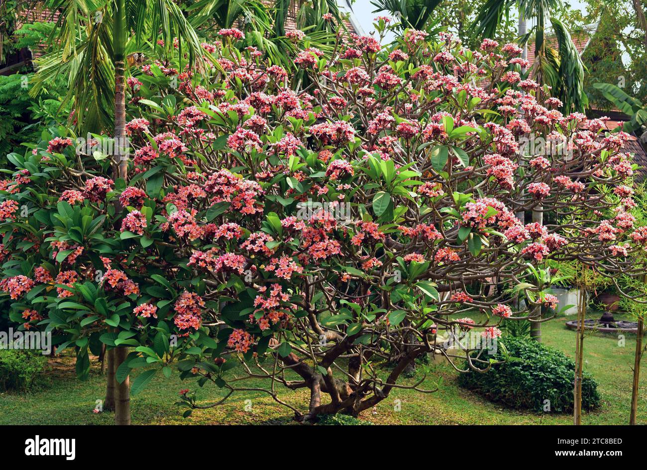 Frangipani (Plumeria rubra) is an ornamental deciduous shrub or small ...