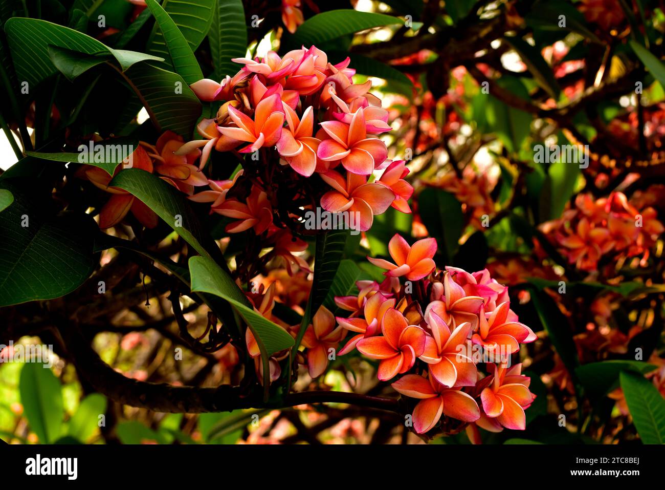 Frangipani (Plumeria rubra) is an ornamental deciduous shrub or small ...