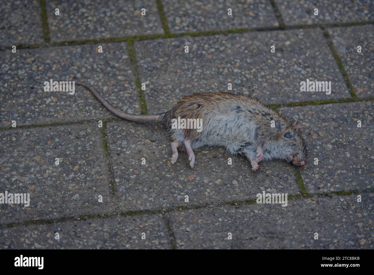 Dead Norway rat (Rattus norvegicus), food pest, disease vector, neozoon ...