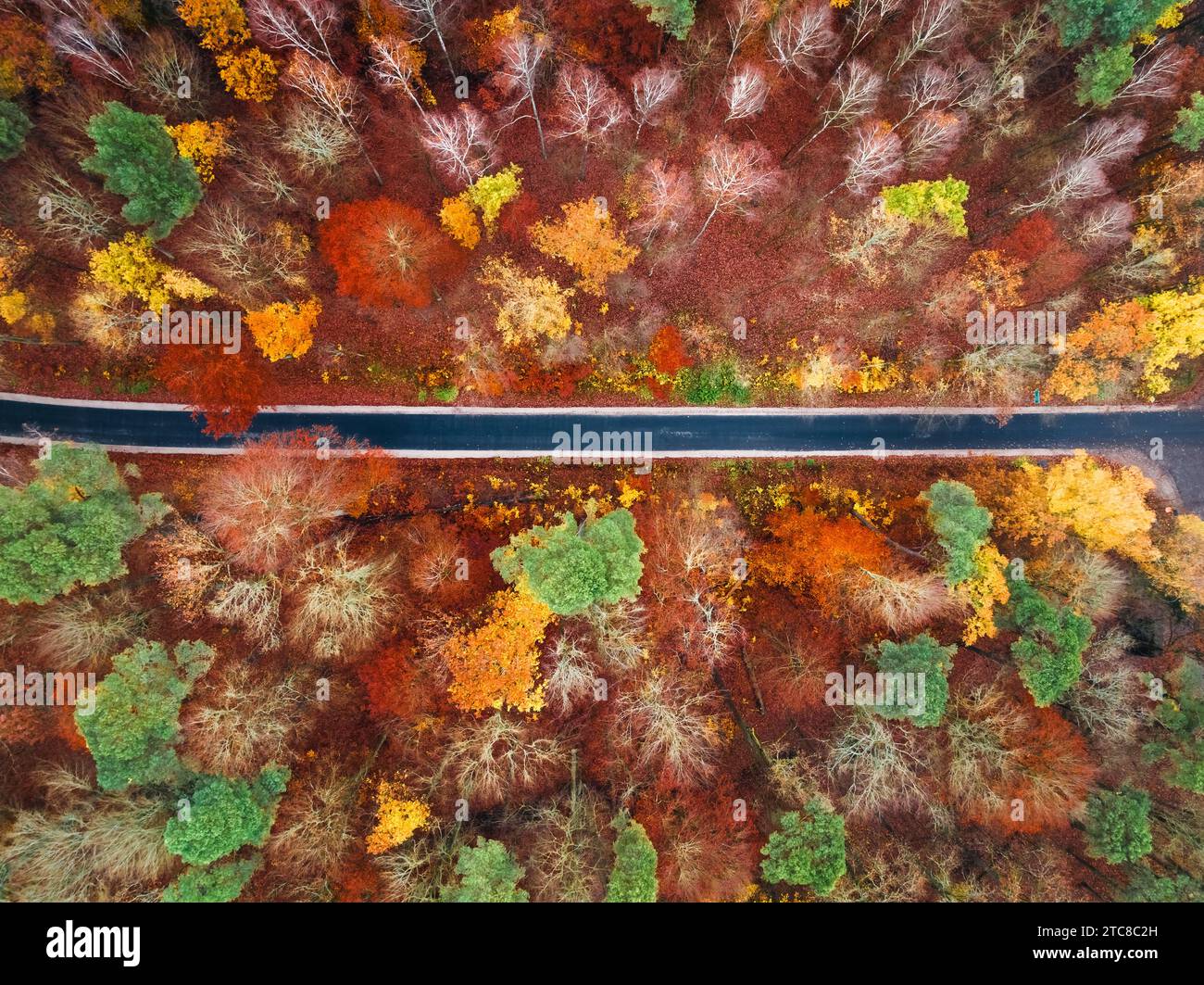 Beautiful forest in the fall view from above. Aerial view of wildlife ...