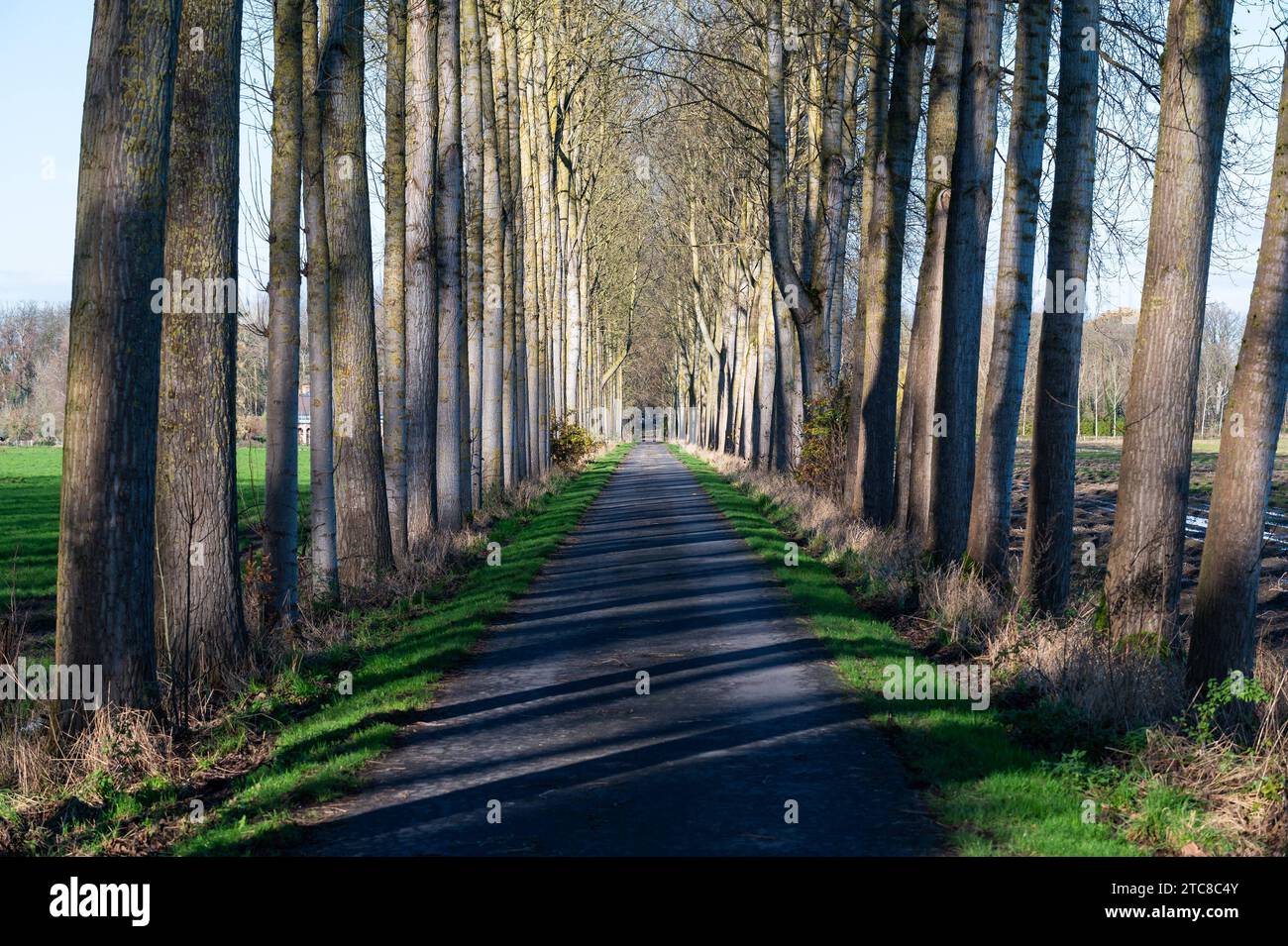 Straight birch avenue in the forests of Meise, Flemish Brabant Region ...