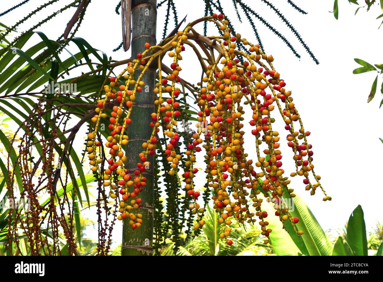 Areca catechu hi-res stock photography and images - Alamy