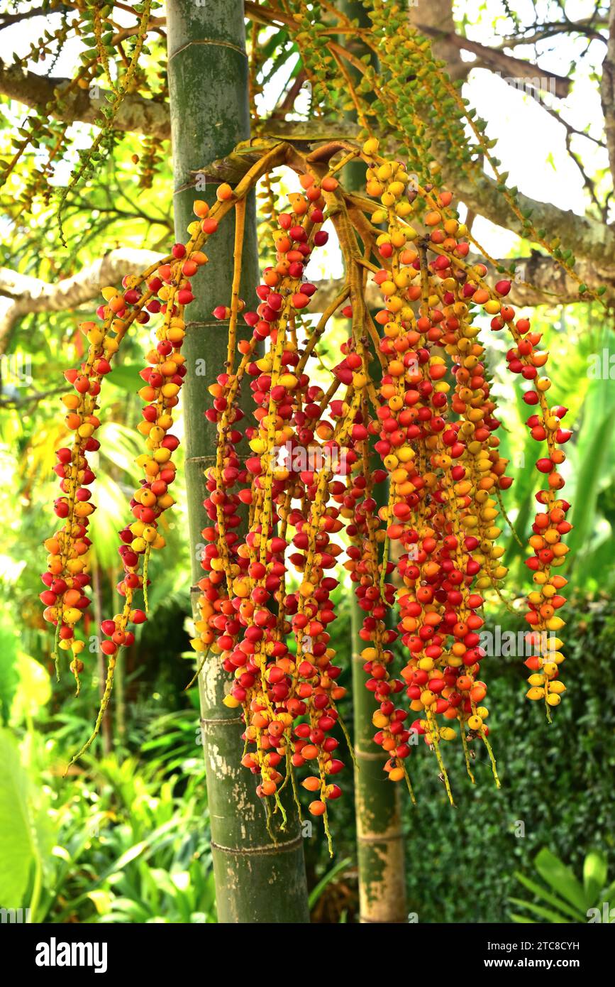 Areca palm or betel palm (Areca catechu) is a palm native to ...