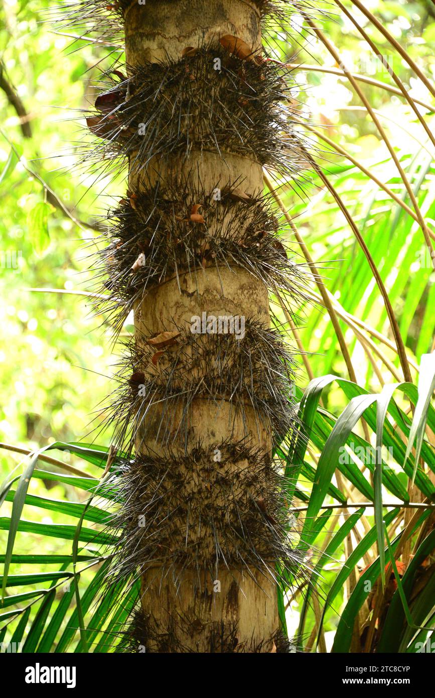 Peach palm (Bactris gasipaes) is a palm native to tropical and ...