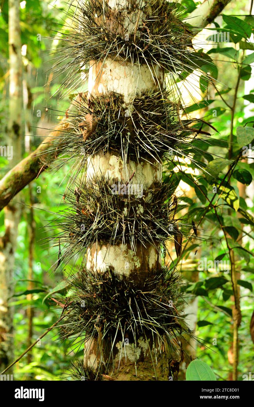 Peach palm hi-res stock photography and images - Alamy