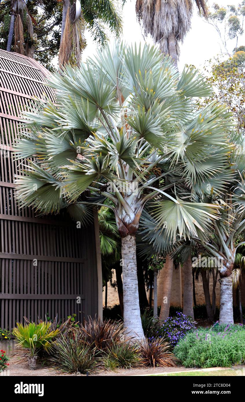 Bismarck palm (Bismarckia nobilis) is a palm endemic to northwestern ...