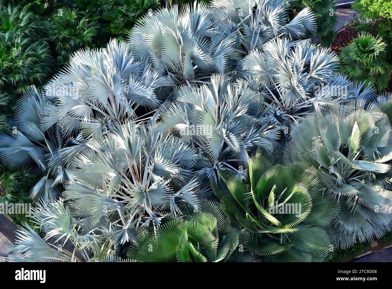 Palmera azul de madagascar hi-res stock photography and images - Alamy