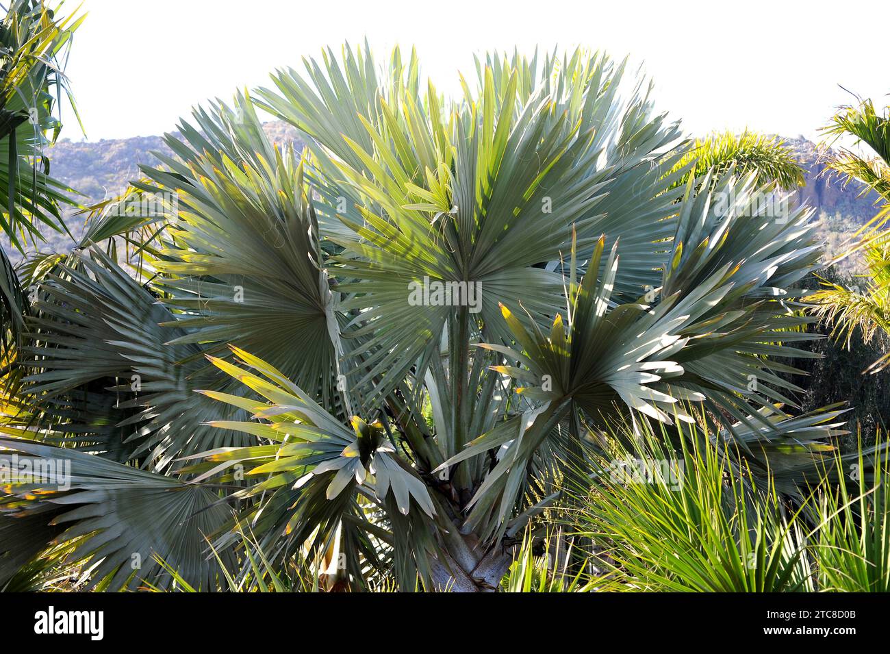 Bismarck palm (Bismarckia nobilis) is a palm endemic to northwestern ...