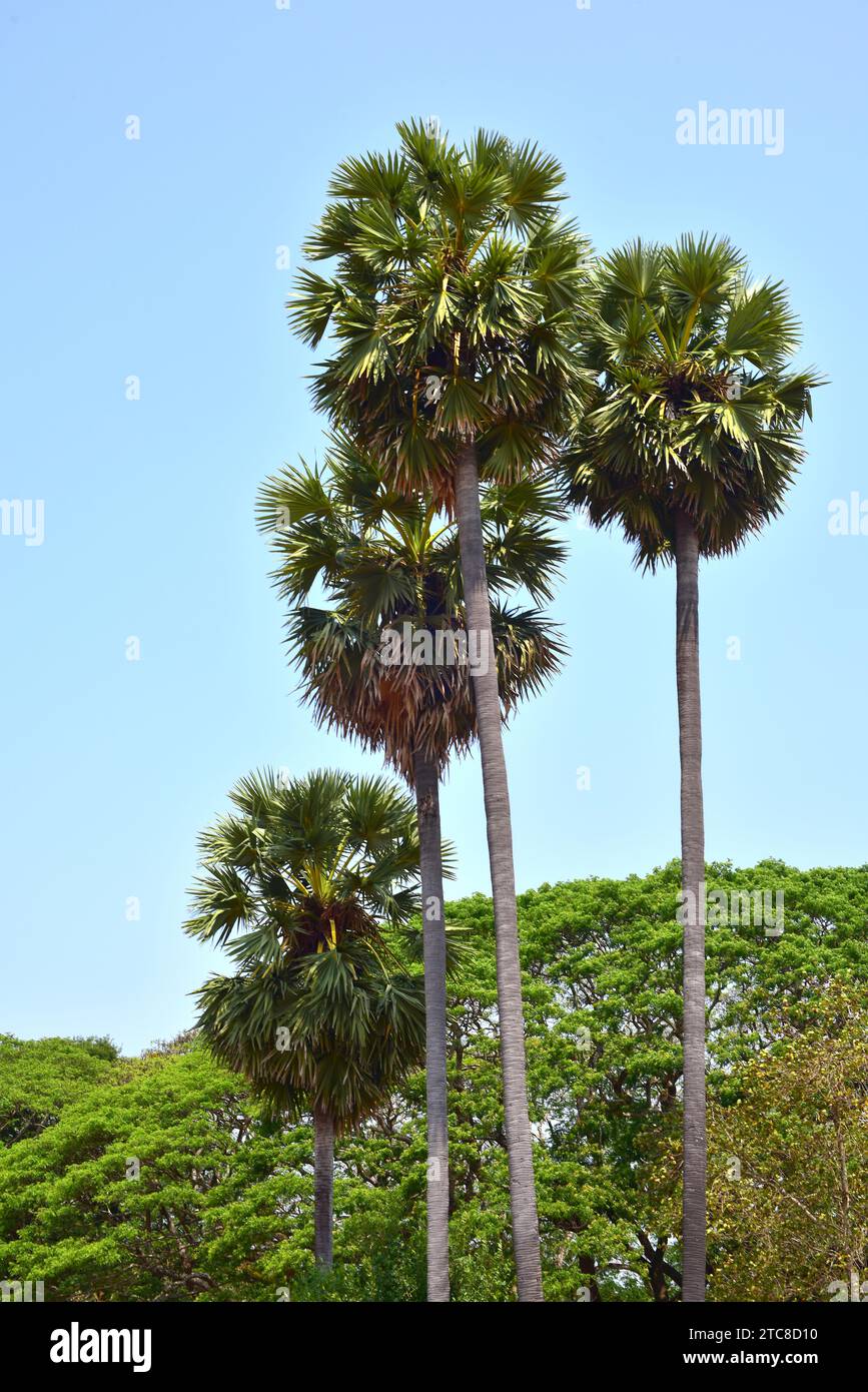 Palmira palm (Borassus flabellifer) is a palm native to southeastern ...