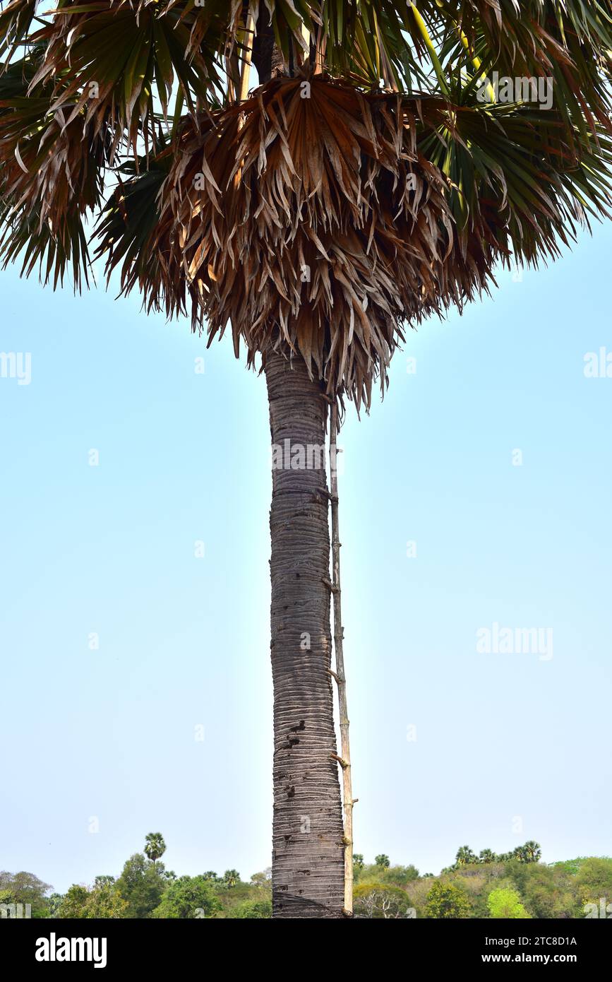 Palmira palm (Borassus flabellifer) is a palm native to southeastern ...
