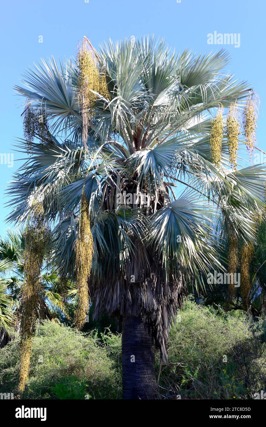 Mexican blue palm (Brahea armata) is a palm endemic to Baja California ...
