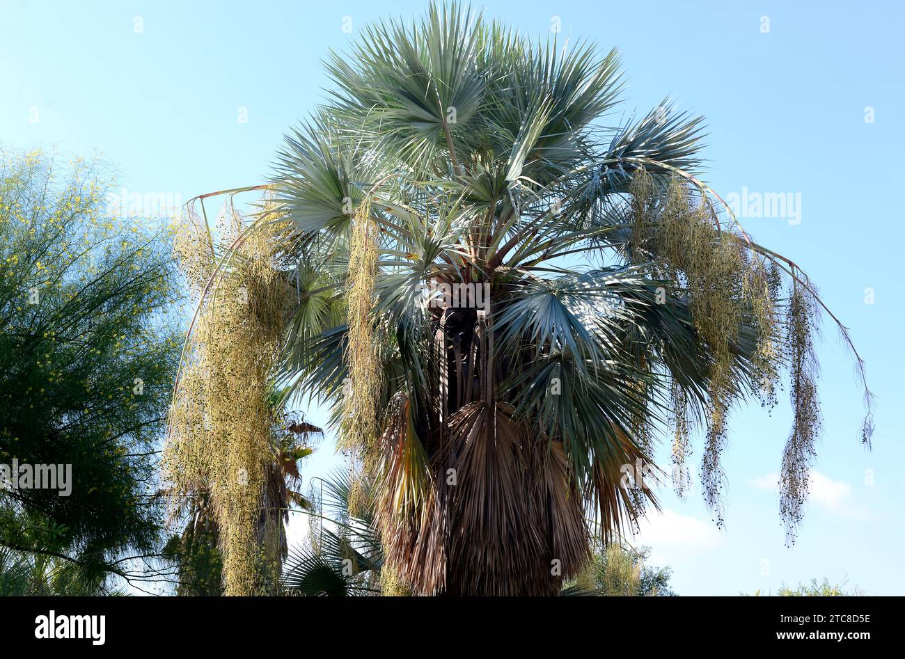 Mexican blue palm (Brahea armata) is a palm endemic to Baja California ...