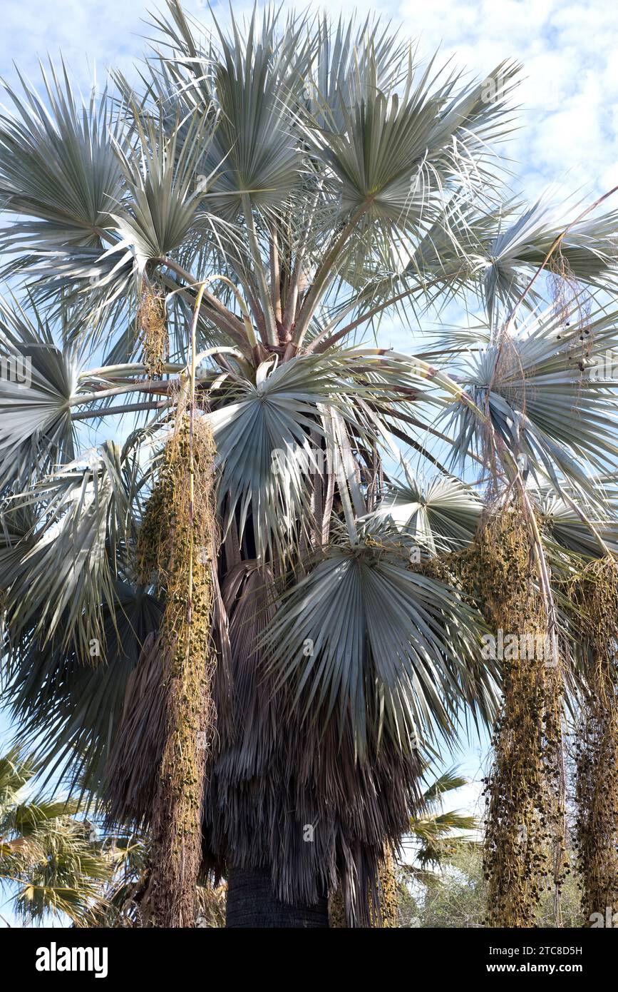 Mexican blue palm (Brahea armata) is a palm endemic to Baja California ...