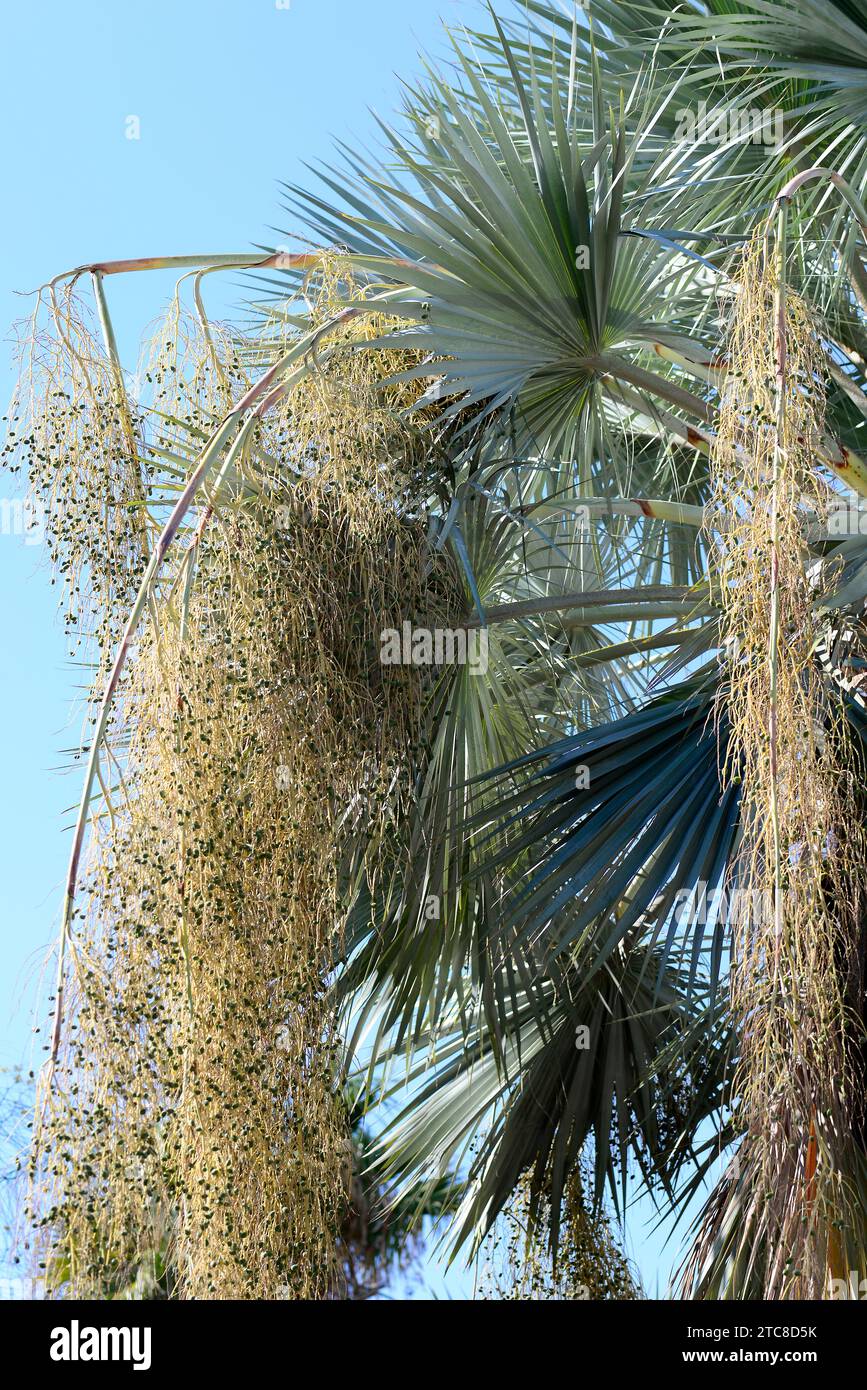 Mexican blue palm hi-res stock photography and images - Alamy