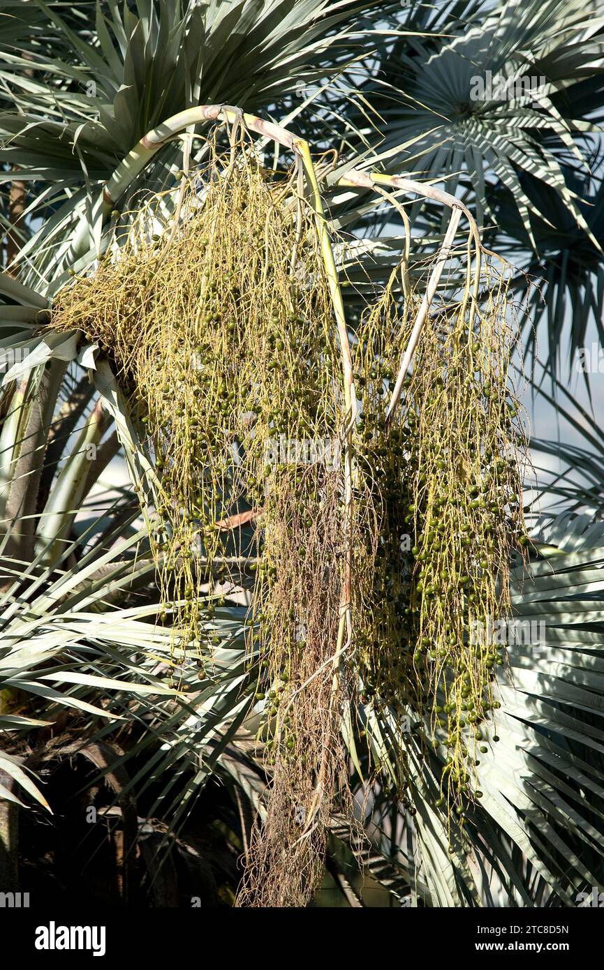Mexican blue palm (Brahea armata) is a palm endemic to Baja California ...