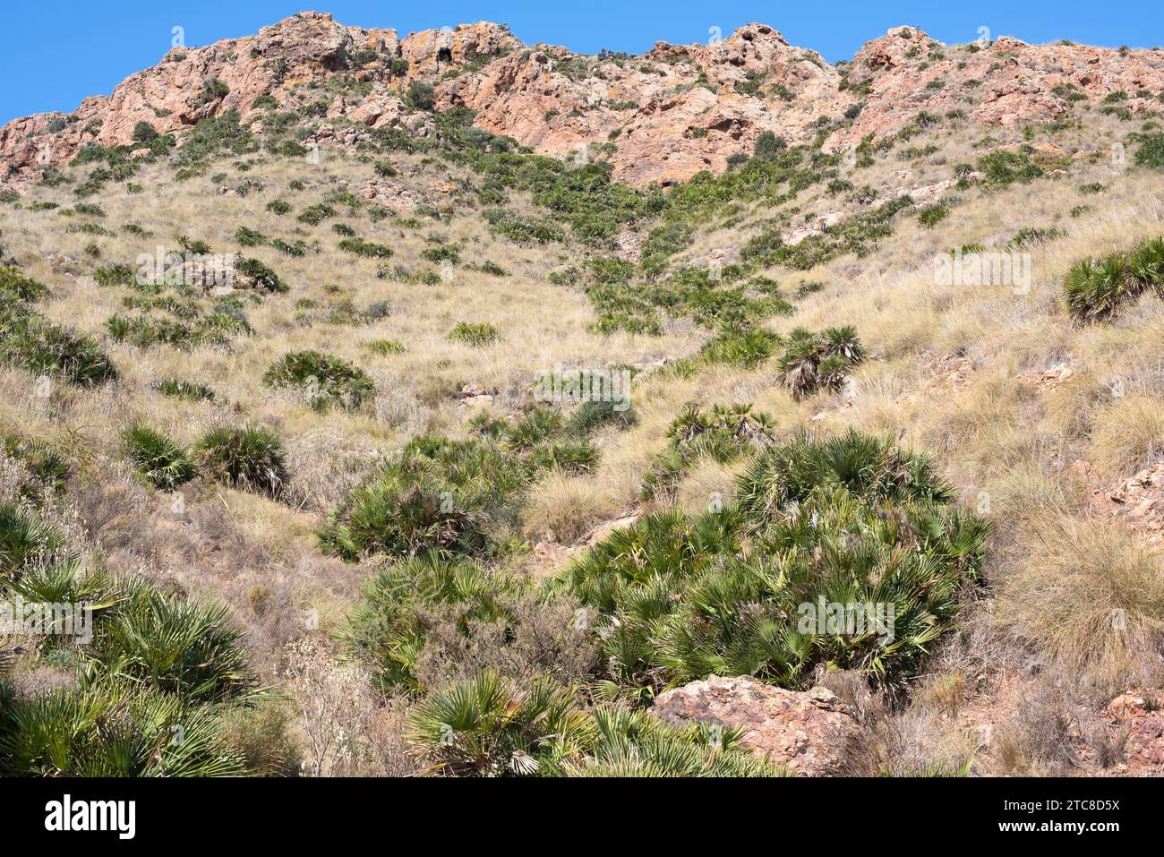 Margallo chamaerops humilis hi-res stock photography and images - Alamy