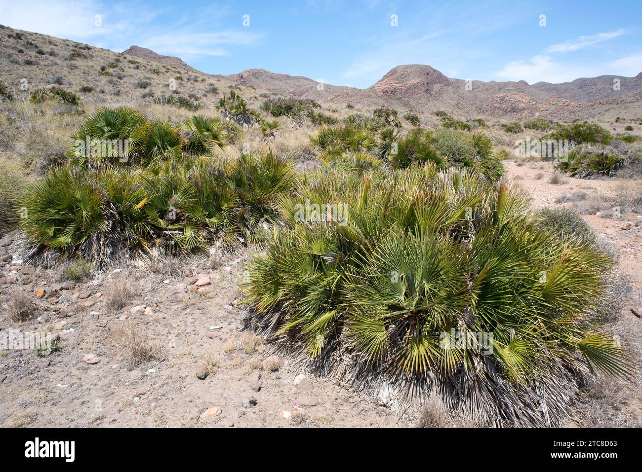Margallo chamaerops humilis hi-res stock photography and images - Alamy