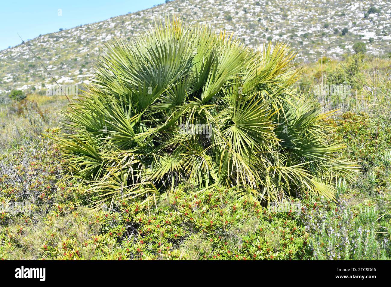 Dwarf palm chamaerops humilis hi-res stock photography and images - Alamy