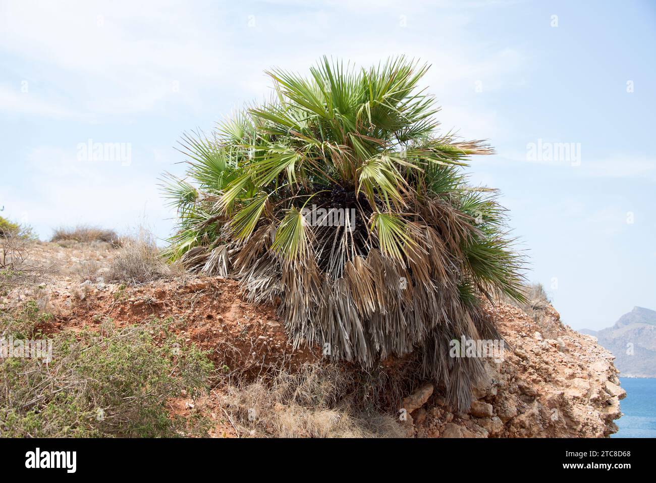 European fan palm or Mediterranean dwarf palm (Chamaerops humilis) is ...