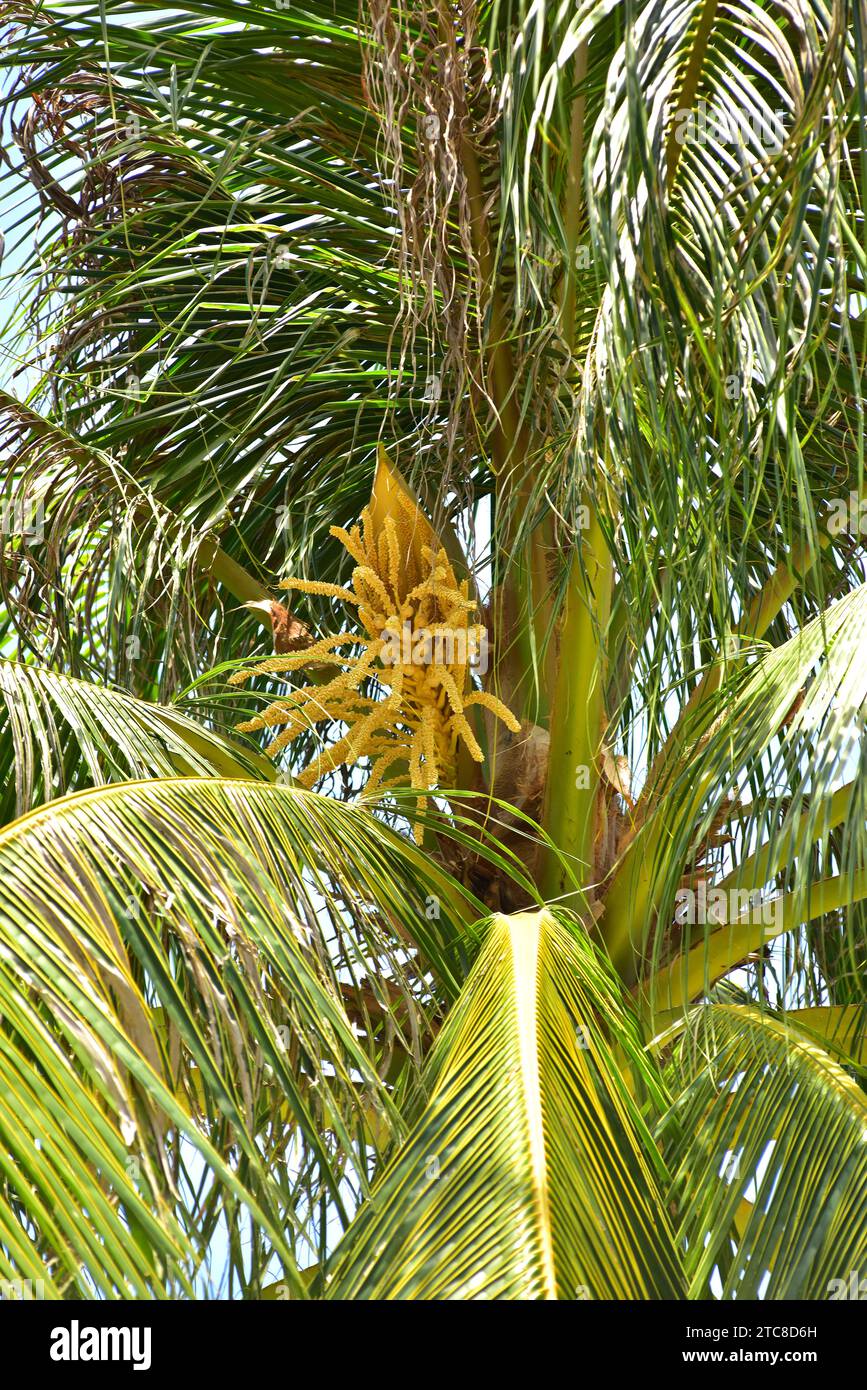 Coconut palm or coconut tree (Cocos nucifera) is a palm originary from ...