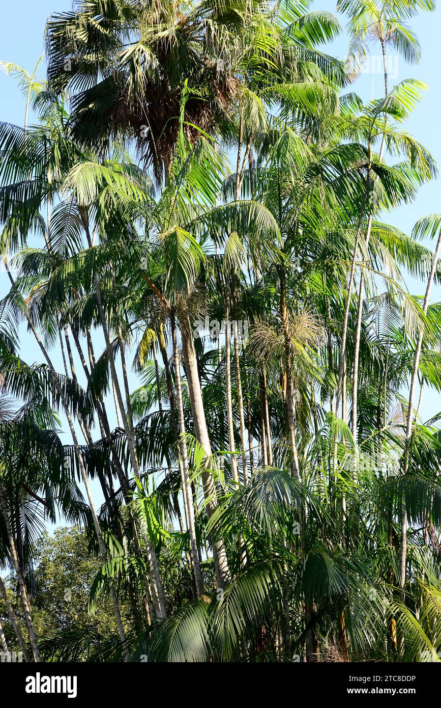 Açai palm (Euterpe oleracea) is a palm native to northern South America ...