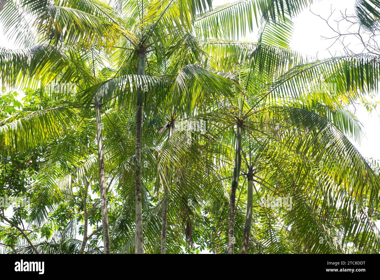 Acai palm people hi-res stock photography and images - Alamy