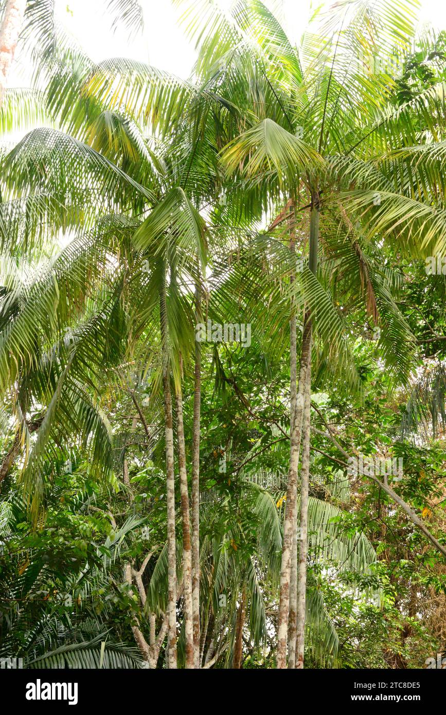 Acai palm people hi-res stock photography and images - Alamy