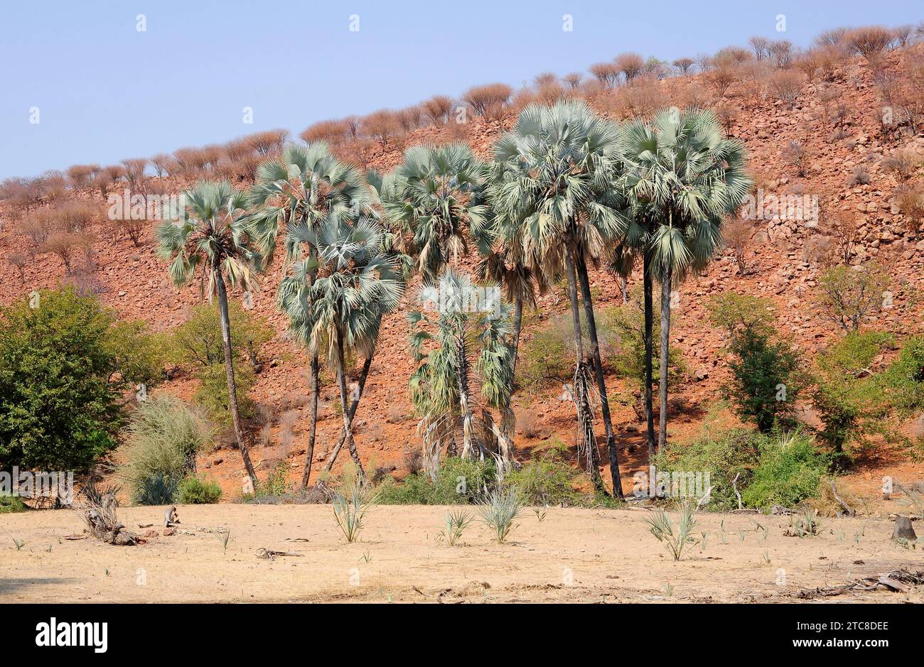 Real fan palm tree hi-res stock photography and images - Alamy