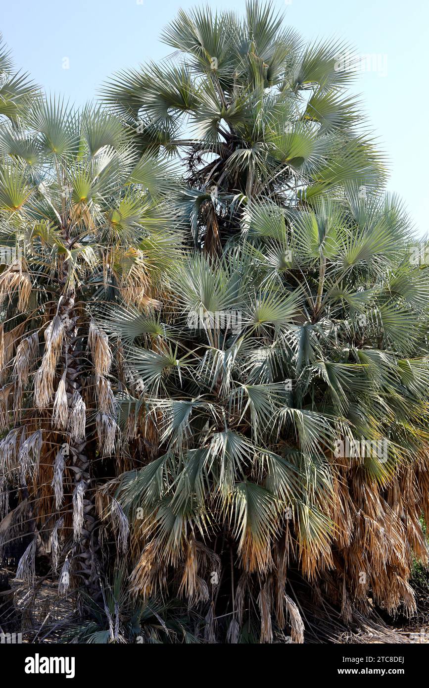 Real fan palm tree hi-res stock photography and images - Alamy