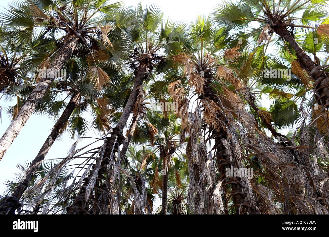 Makalani palm or real fan palm (Hyphaene petersiana) is a palm native ...
