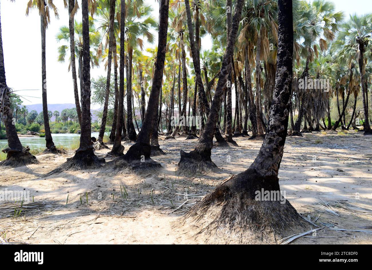Real fan palm africa hi-res stock photography and images - Alamy