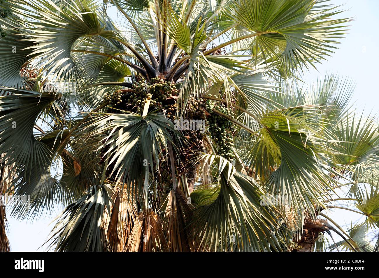 Real fan palm tree hi-res stock photography and images - Alamy