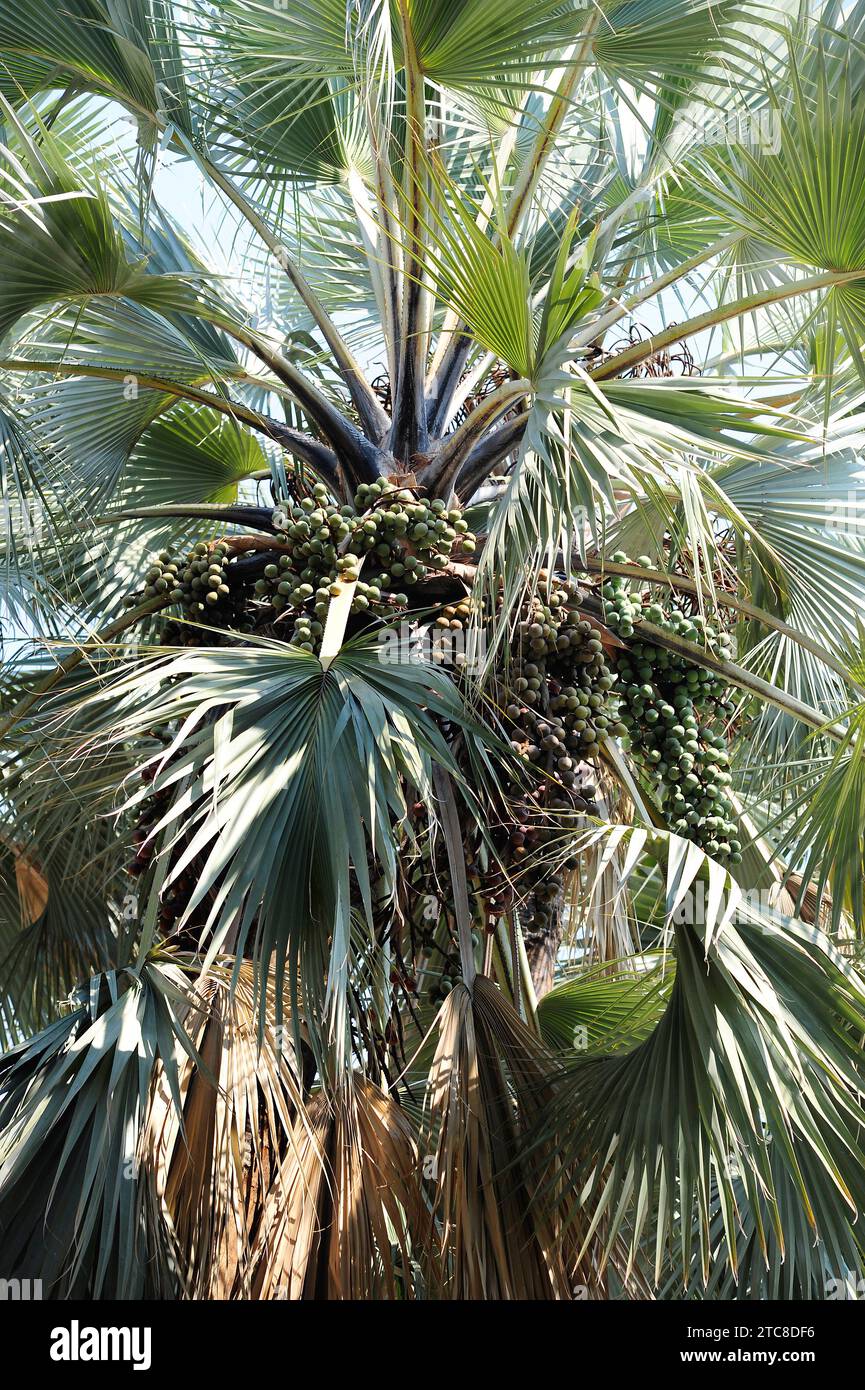 Real fan palm hyphaene petersiana hi-res stock photography and images ...