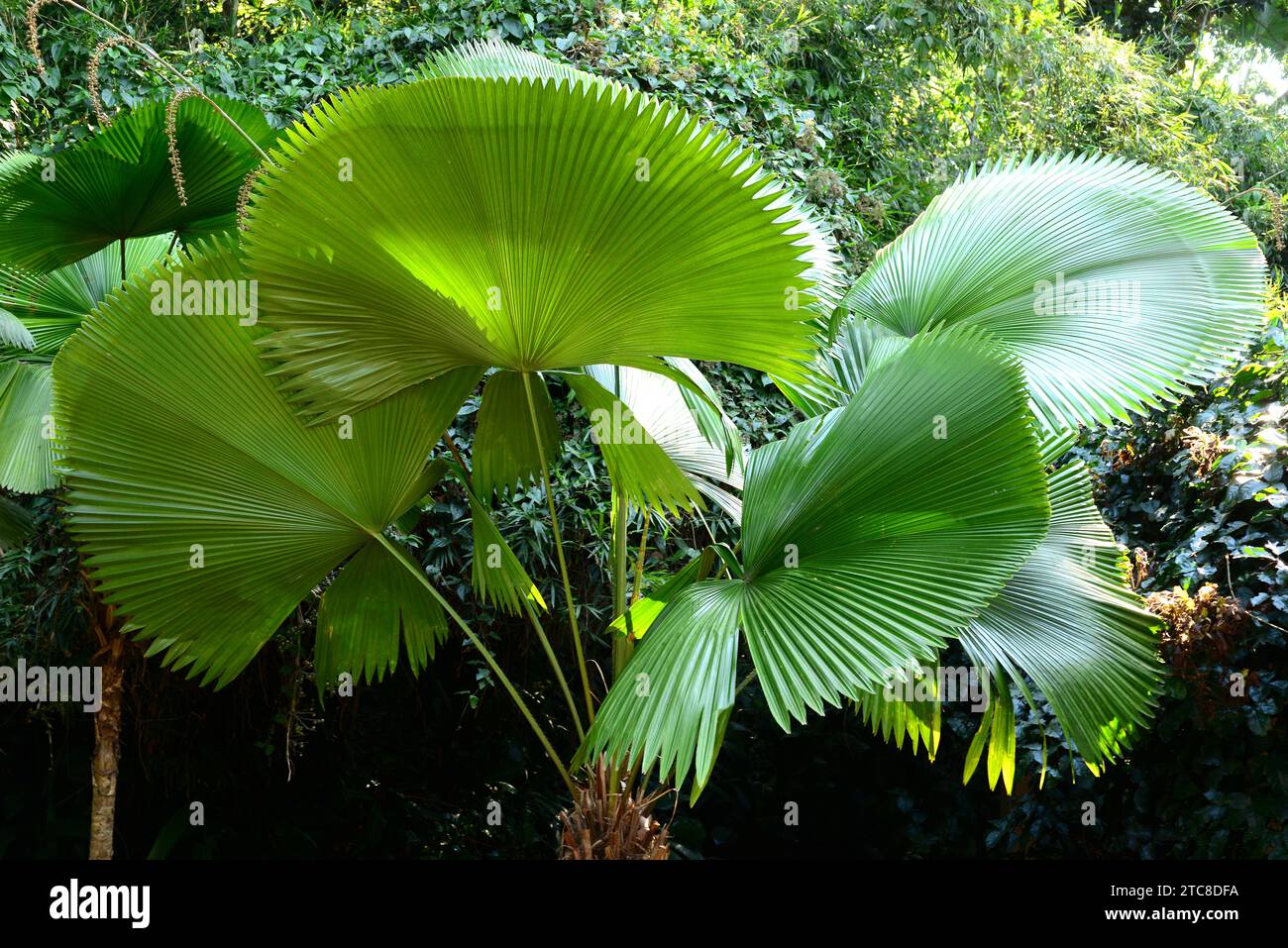 Vanuatu fan palm (Licuala grandis) is a small palm with characteristic ...